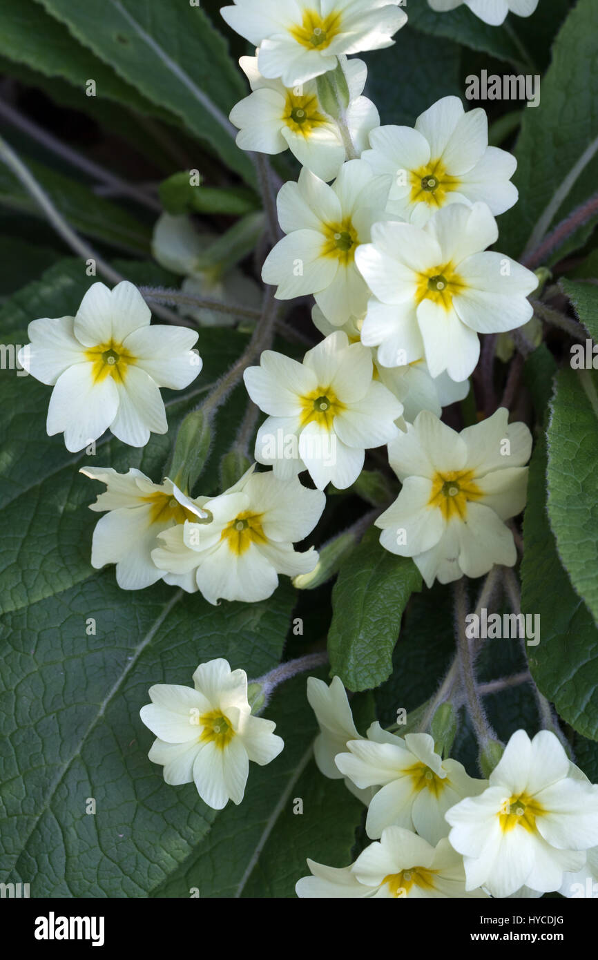 British primroses hi-res stock photography and images - Alamy