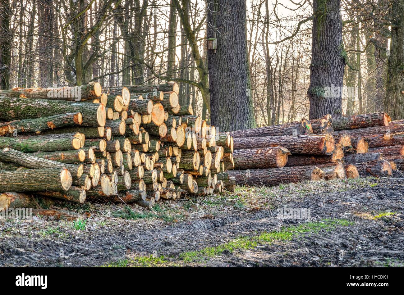 Industrial forest hi-res stock photography and images - Alamy