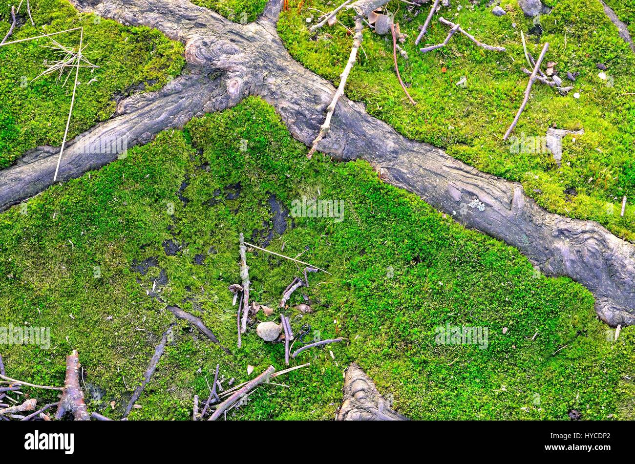 Root and green trees hi-res stock photography and images - Alamy