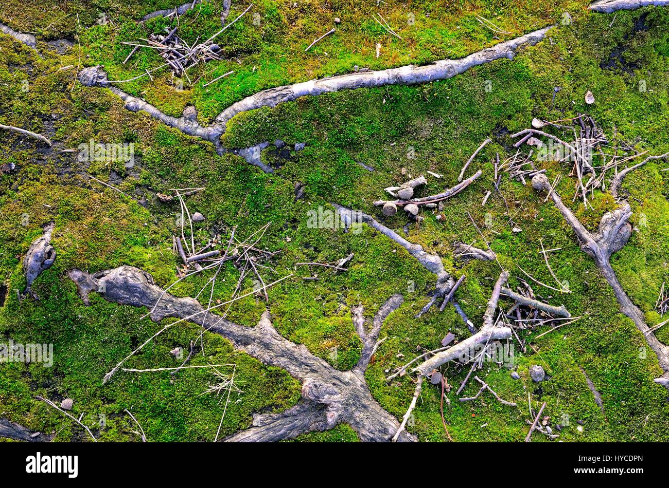 Moss trees hi-res stock photography and images - Alamy