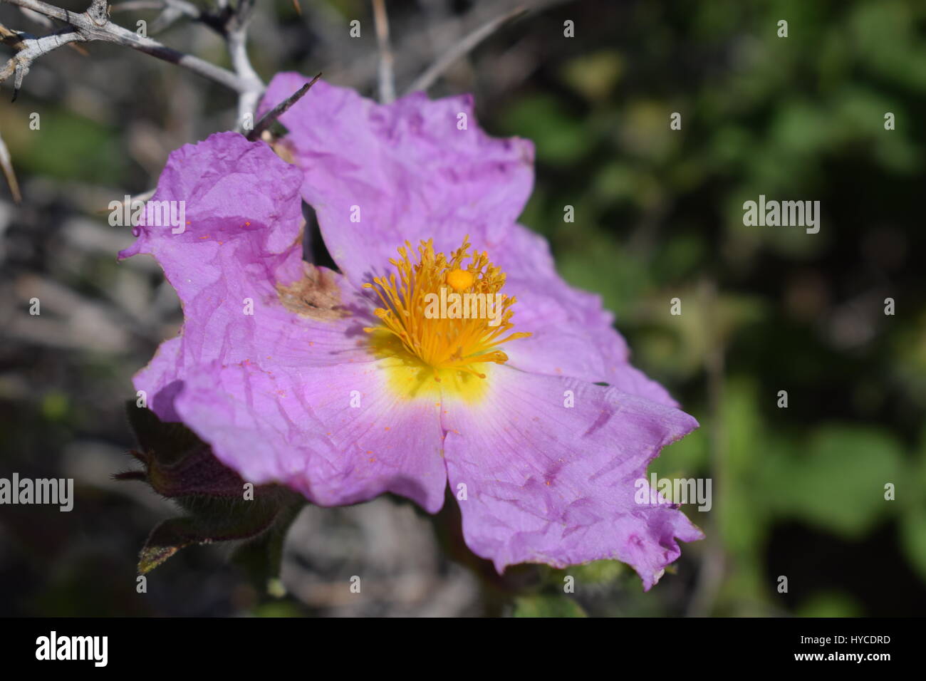 Nature Flowers in Cyprus Stock Photo - Alamy