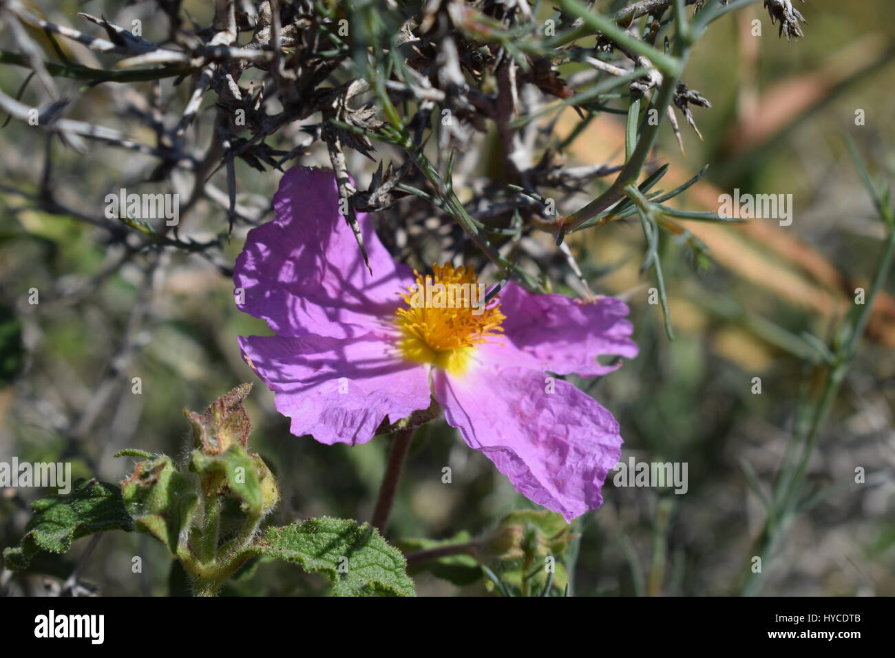 Nature Flowers in Cyprus Stock Photo - Alamy