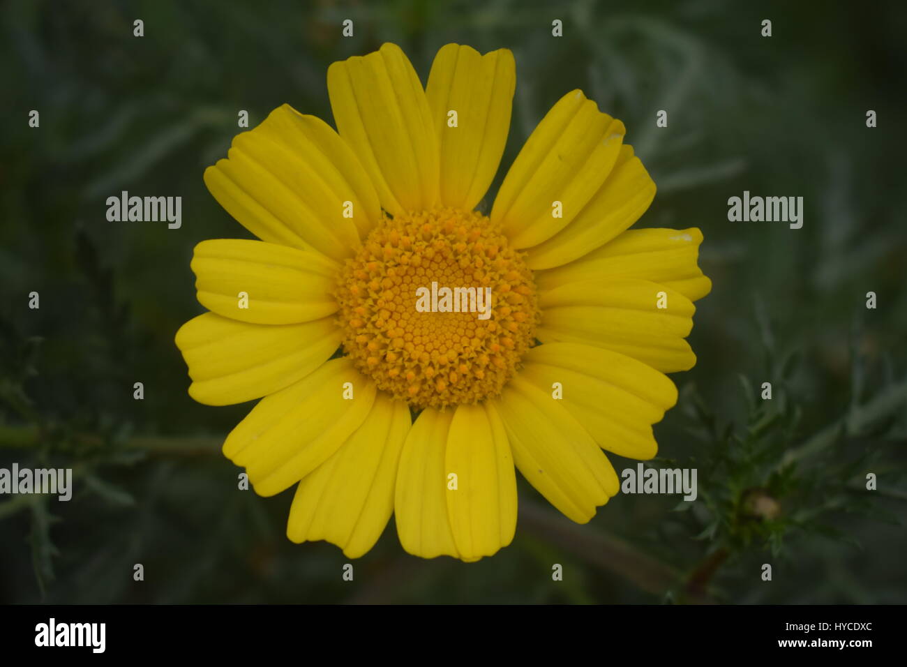 Yellow nature flower Stock Photo - Alamy