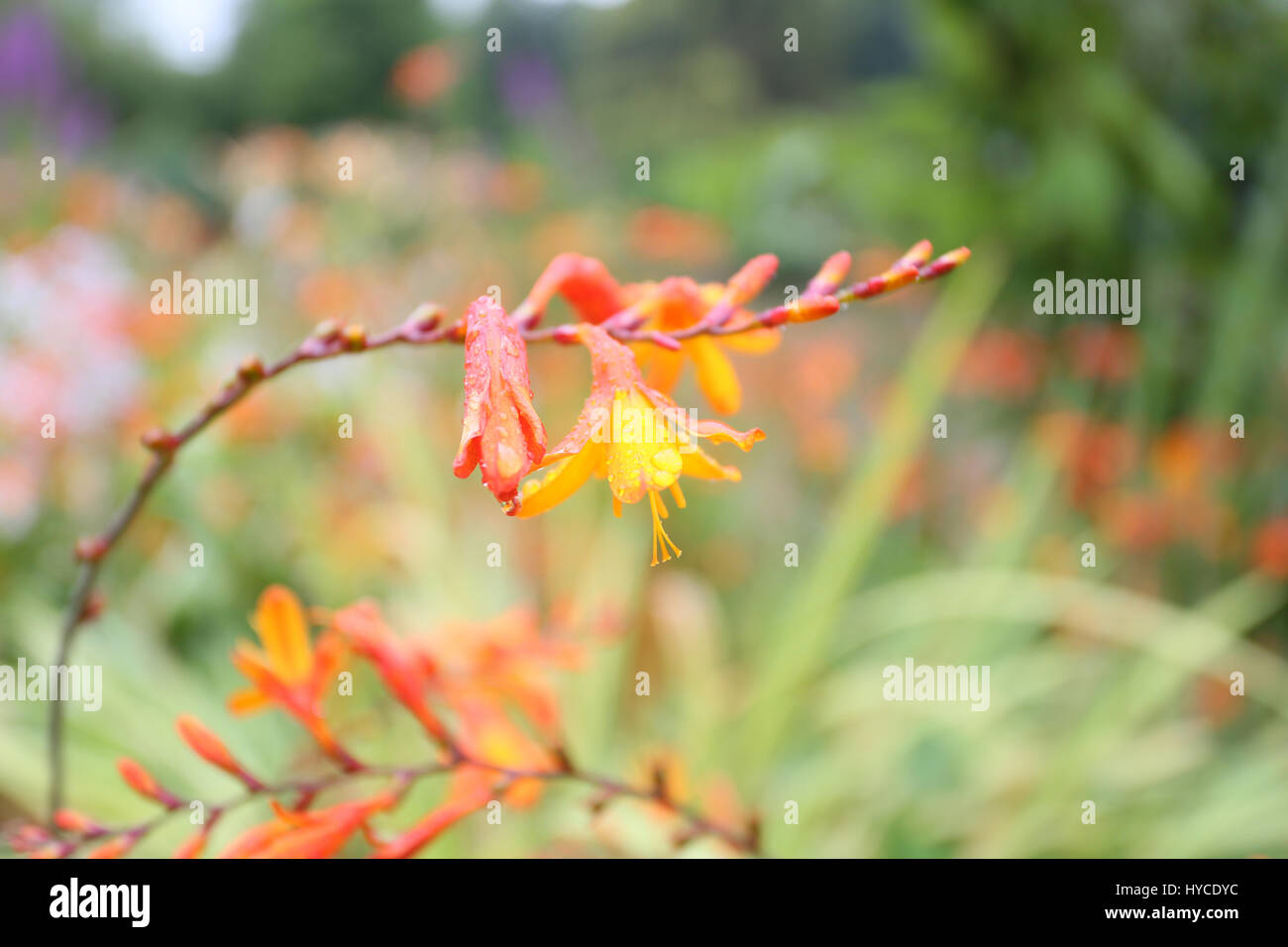 small orange flowers on long green stem Stock Photo - Alamy