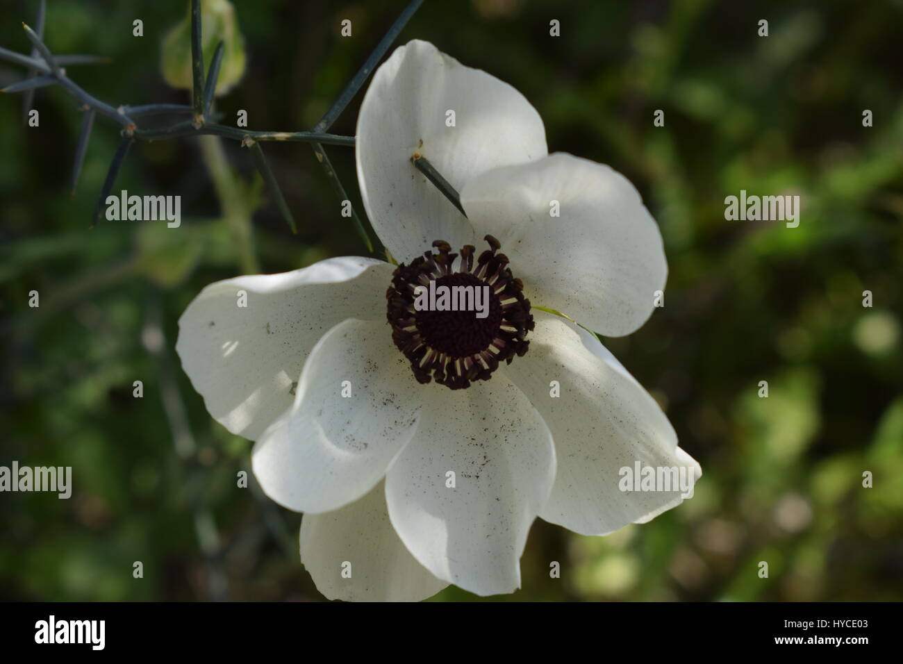 Nature Flowers in Cyprus Stock Photo - Alamy