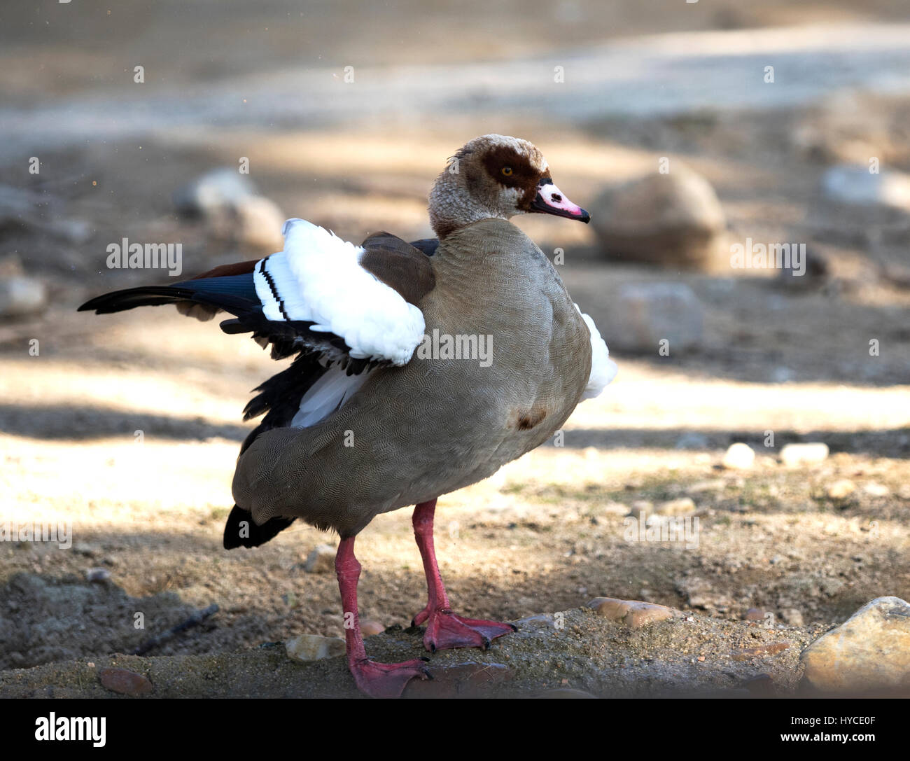 Standing duck stretching and drying the wings after the bath Stock ...