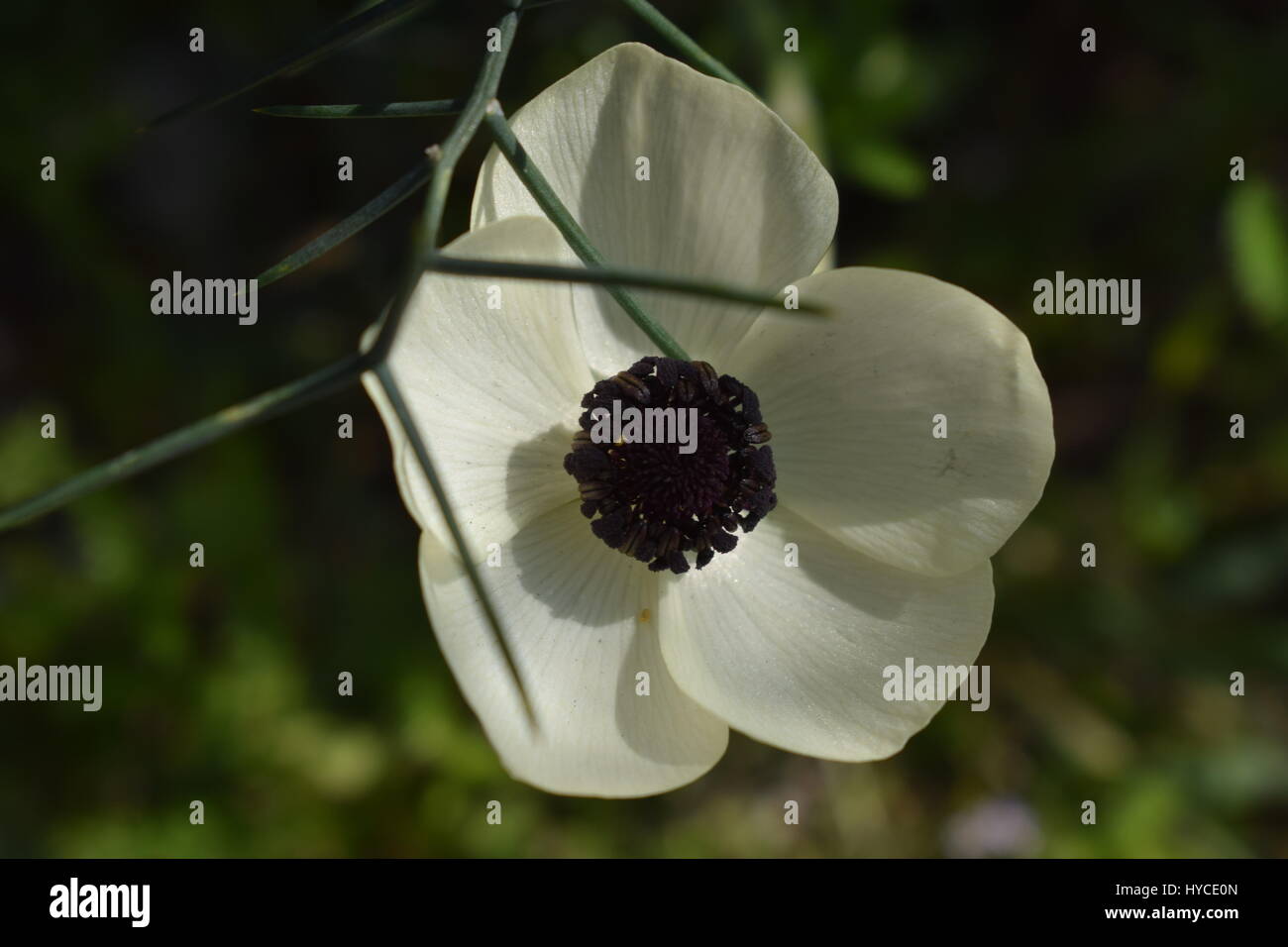 Nature Flowers in Cyprus Stock Photo - Alamy