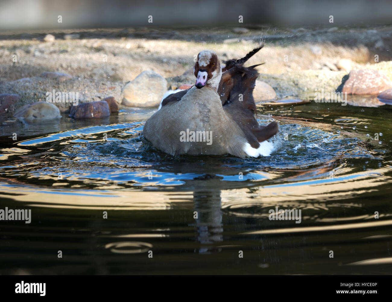 Duck in a pond moving and splashing water Stock Photo - Alamy