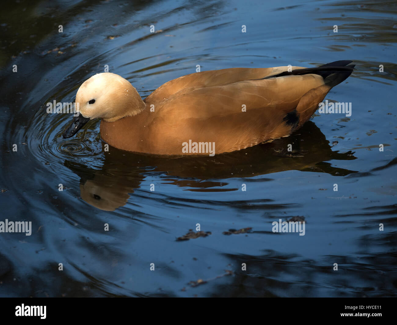 Tadorna ferruginea bird of the family Anatidae own Eurasia and North ...