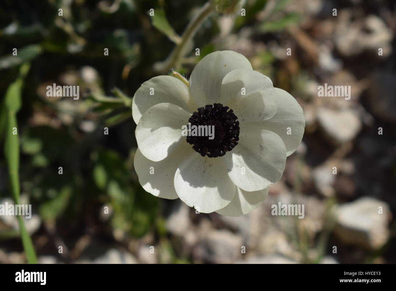 Nature Flowers in Cyprus Stock Photo - Alamy