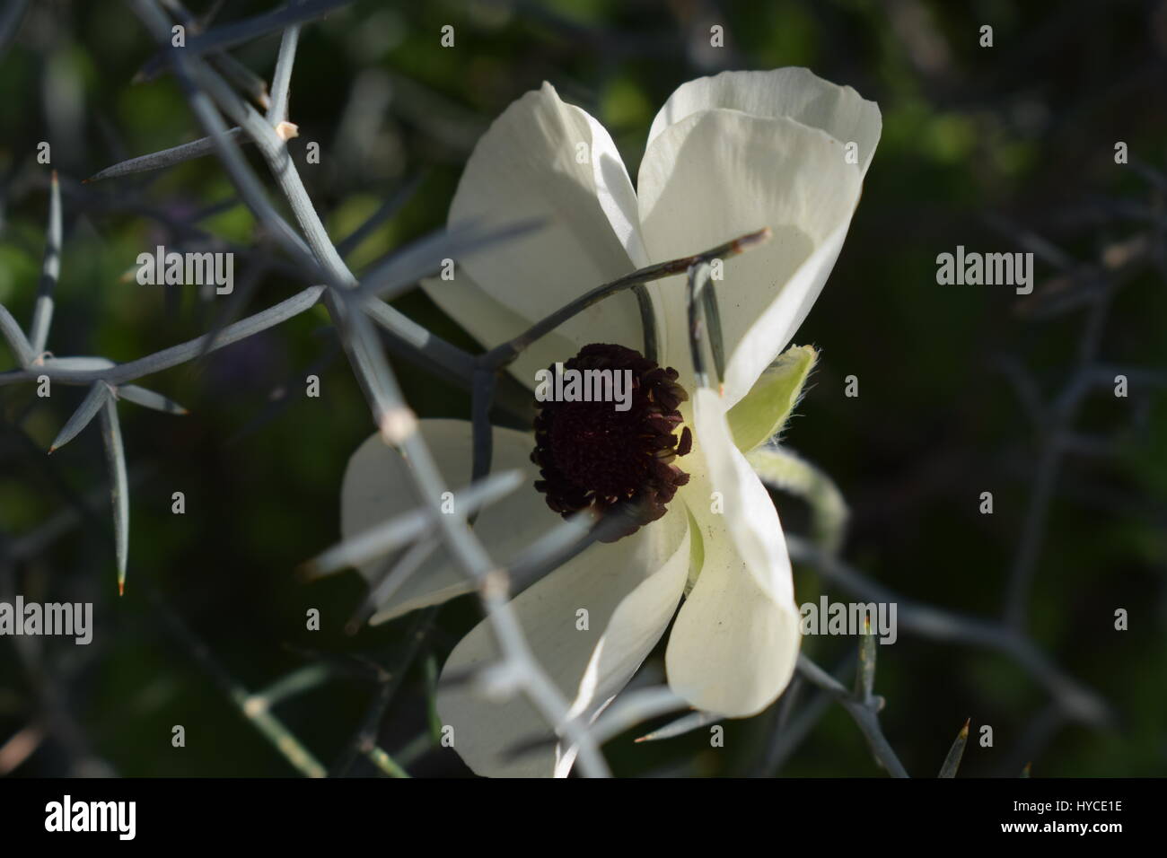 Nature Flowers in Cyprus Stock Photo - Alamy