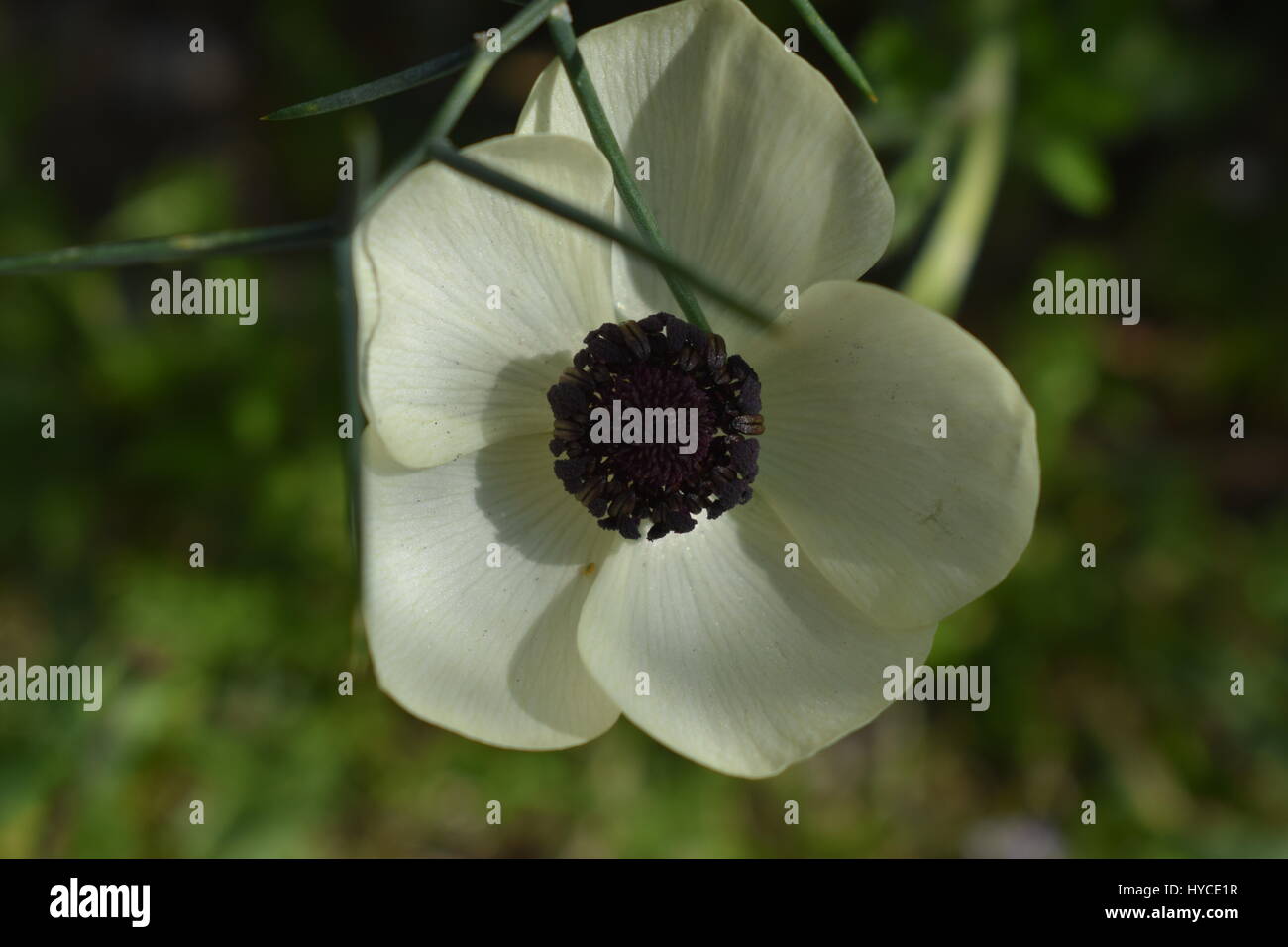 Nature Flowers in Cyprus Stock Photo - Alamy