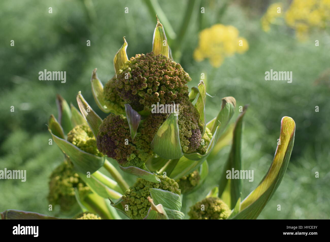 Nature Flowers in Cyprus Stock Photo - Alamy