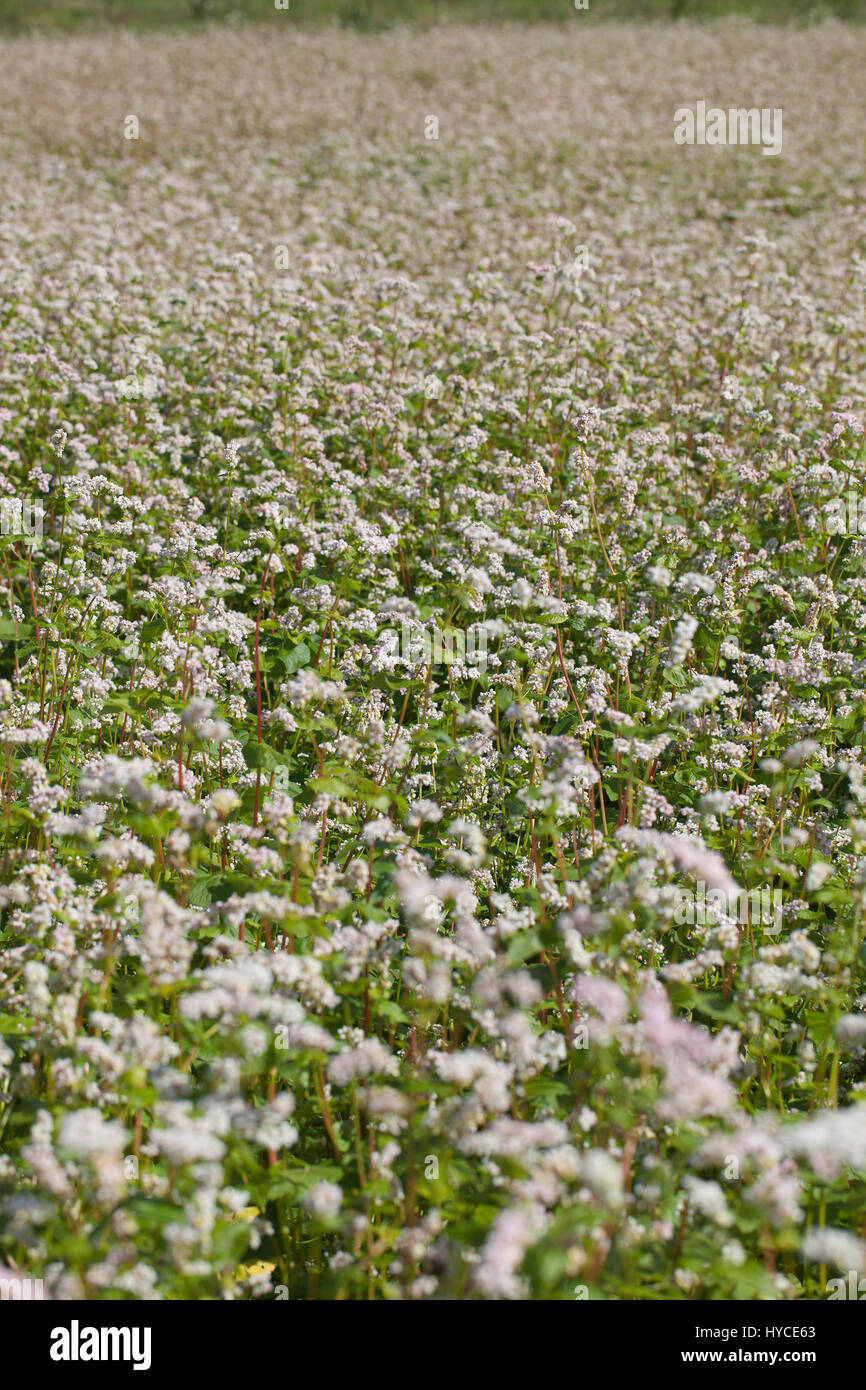 Buckwheat field hi-res stock photography and images - Alamy
