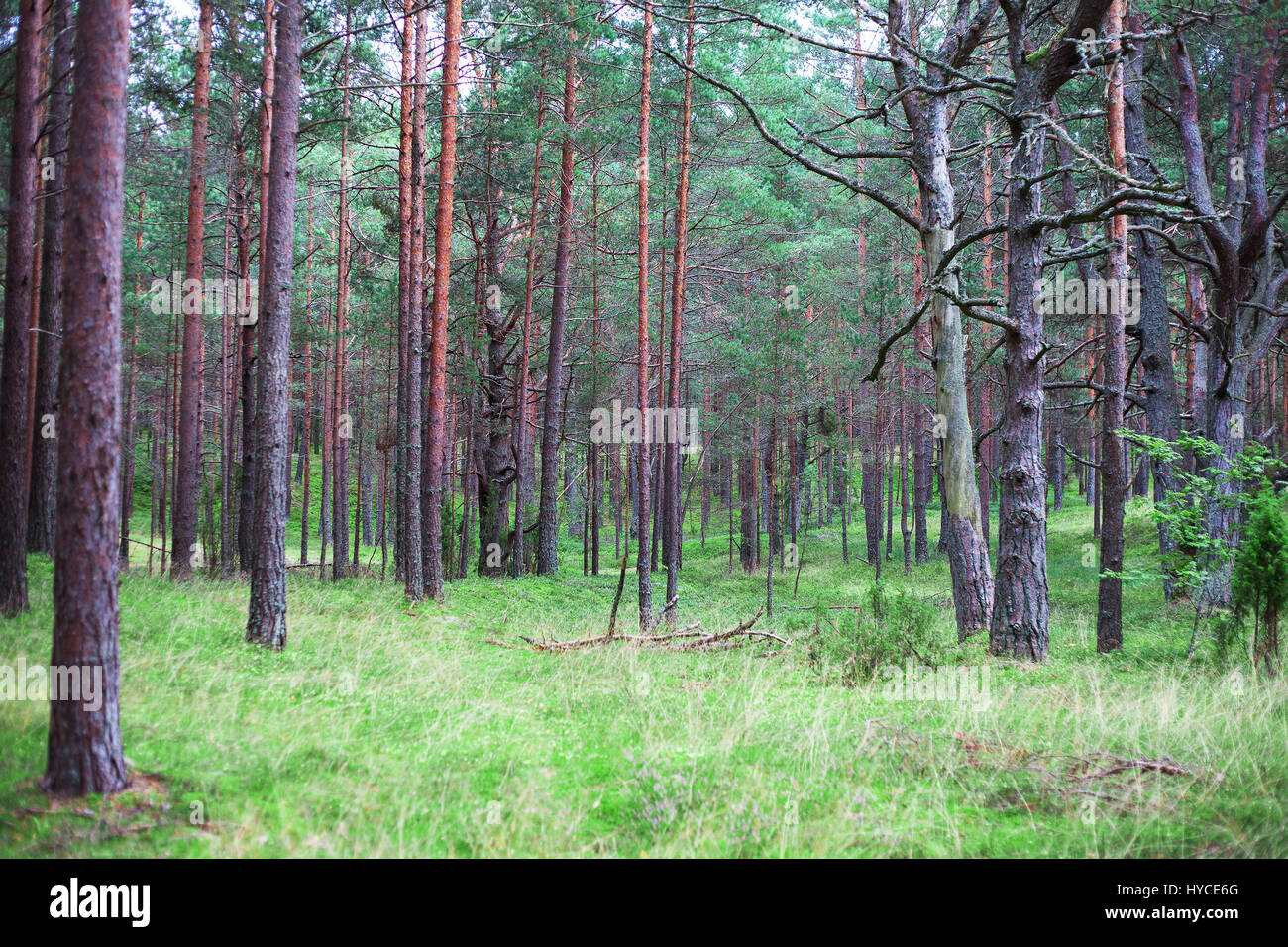 Pines in forest Stock Photo - Alamy