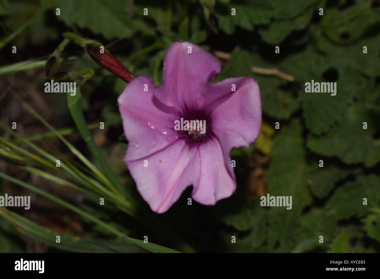 Nature Flowers in Cyprus Stock Photo - Alamy