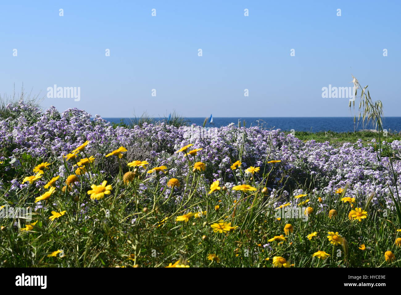 Nature Flowers in Cyprus Stock Photo - Alamy