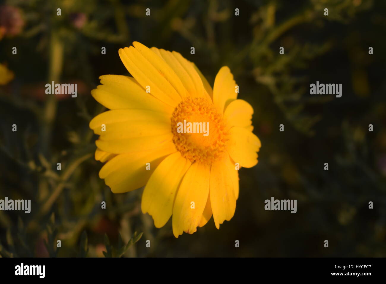 Yellow daisy enjoying the sun rays Stock Photo - Alamy