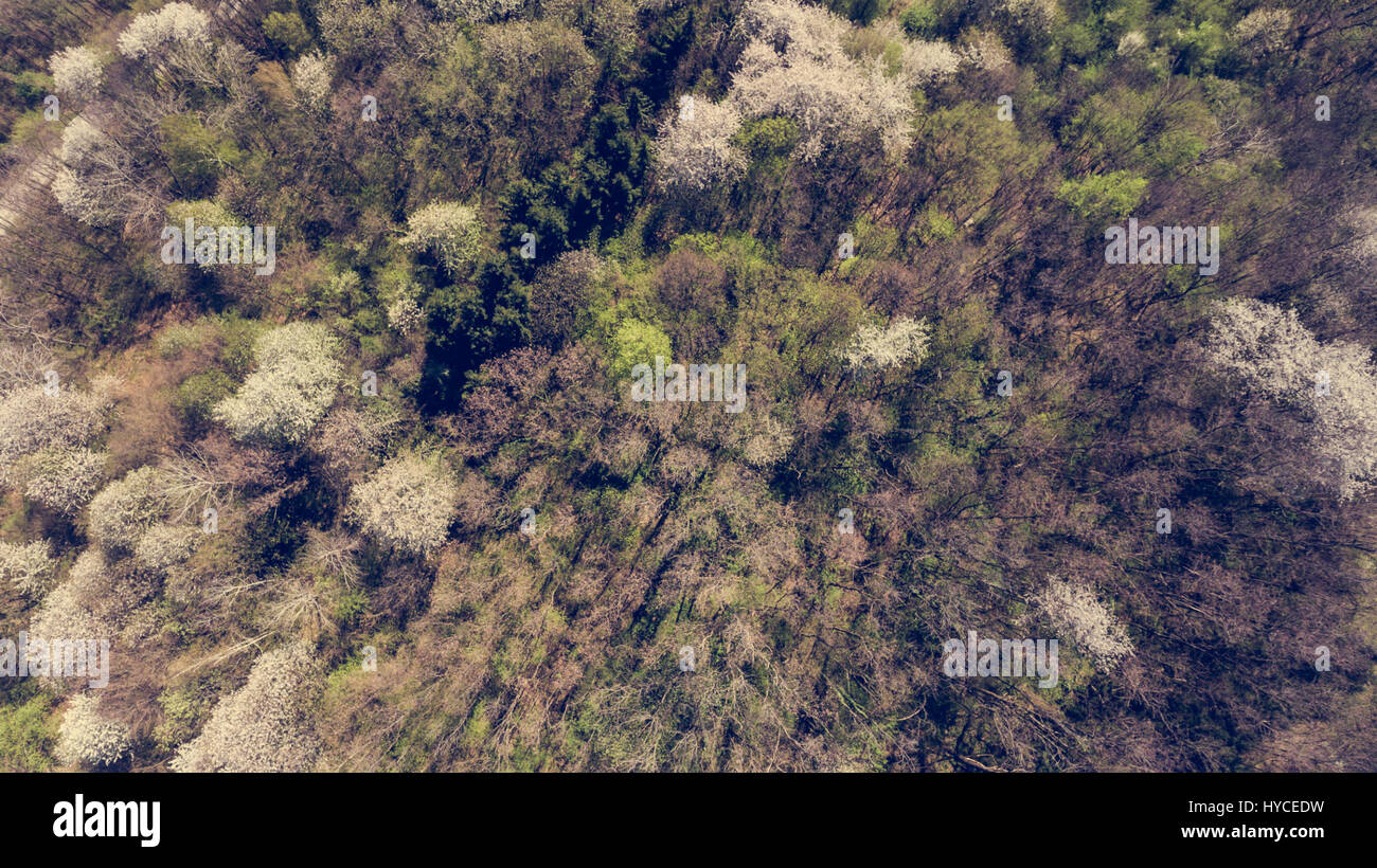 Tress blooming hi-res stock photography and images - Alamy