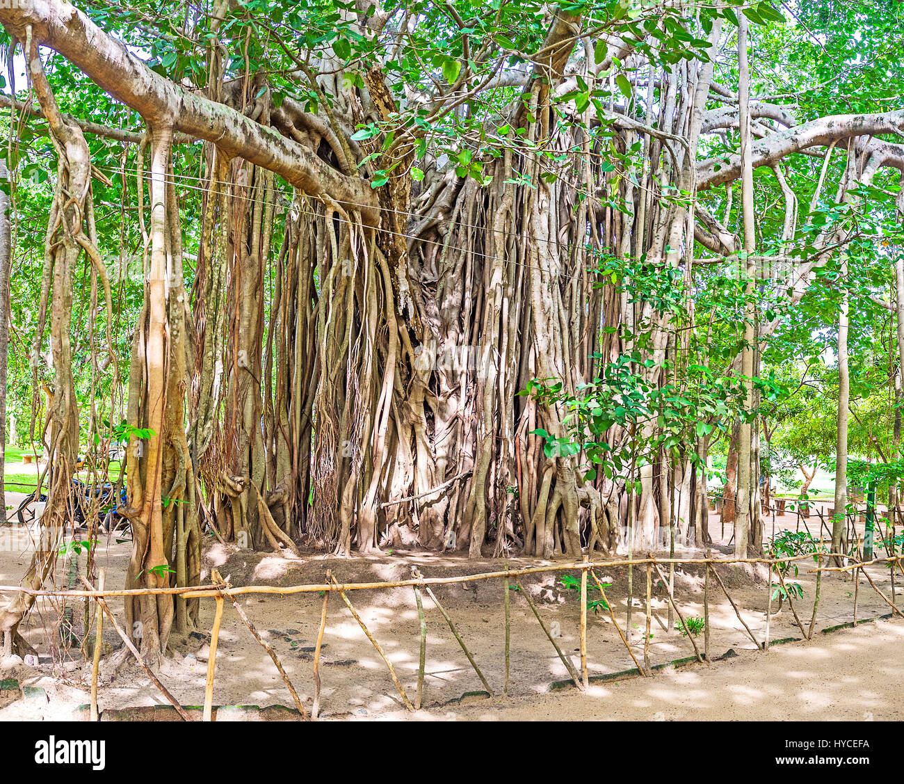 The huge Banyan tree welcomes tourists at the central entrance to ...