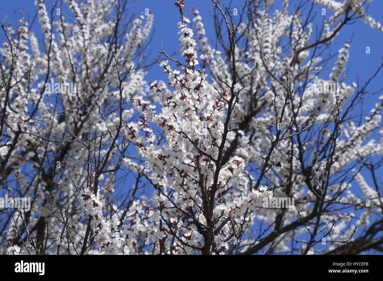 Blooming wild apricot in the garden. Spring flowering trees ...