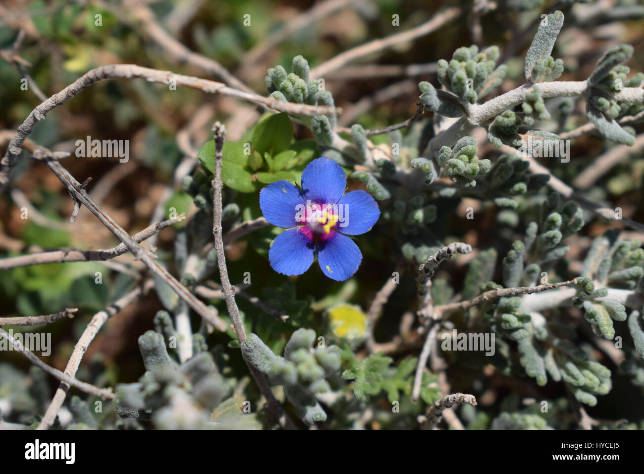Nature Flowers in Cyprus Stock Photo - Alamy