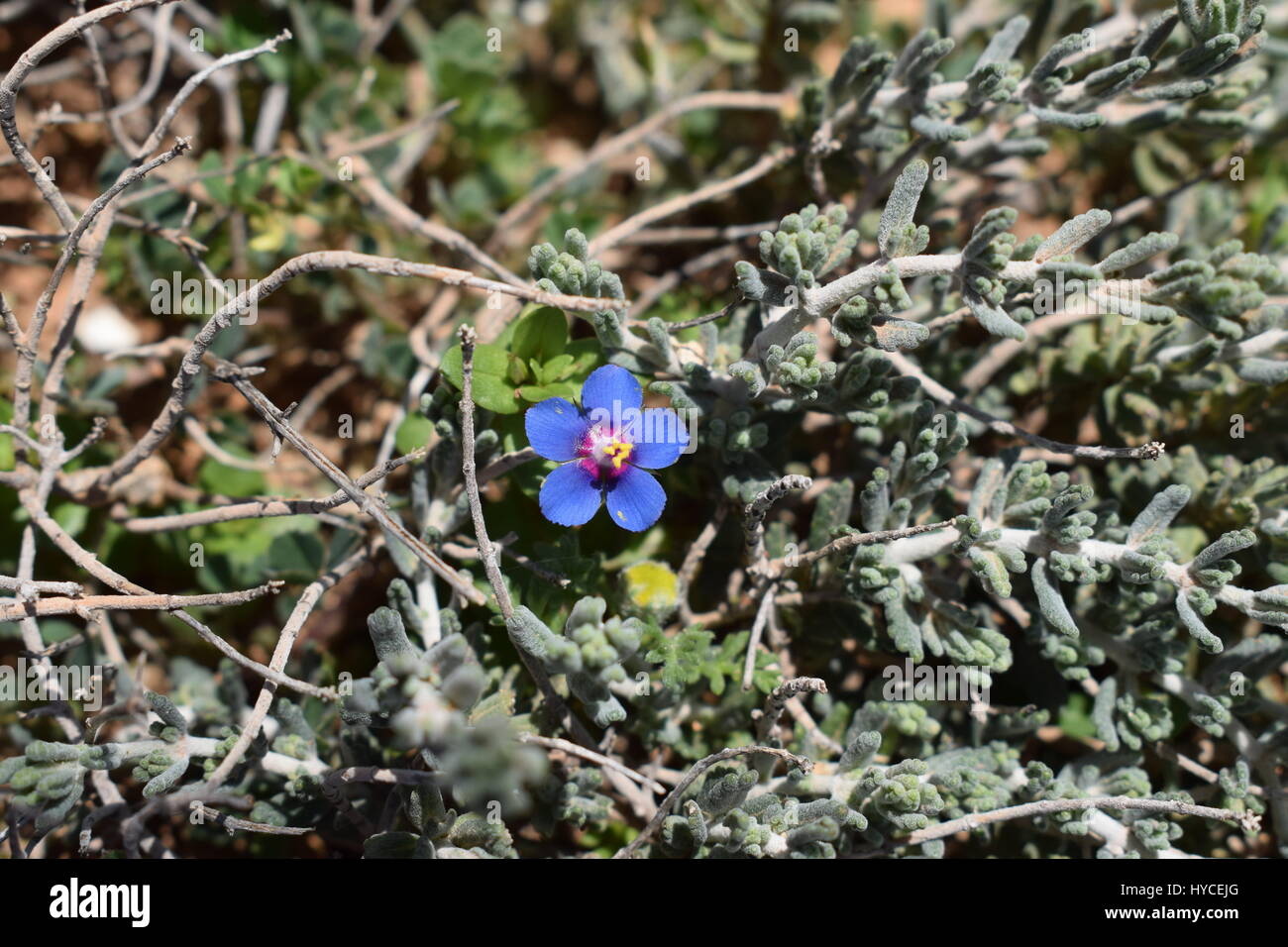 Nature Flowers in Cyprus Stock Photo - Alamy