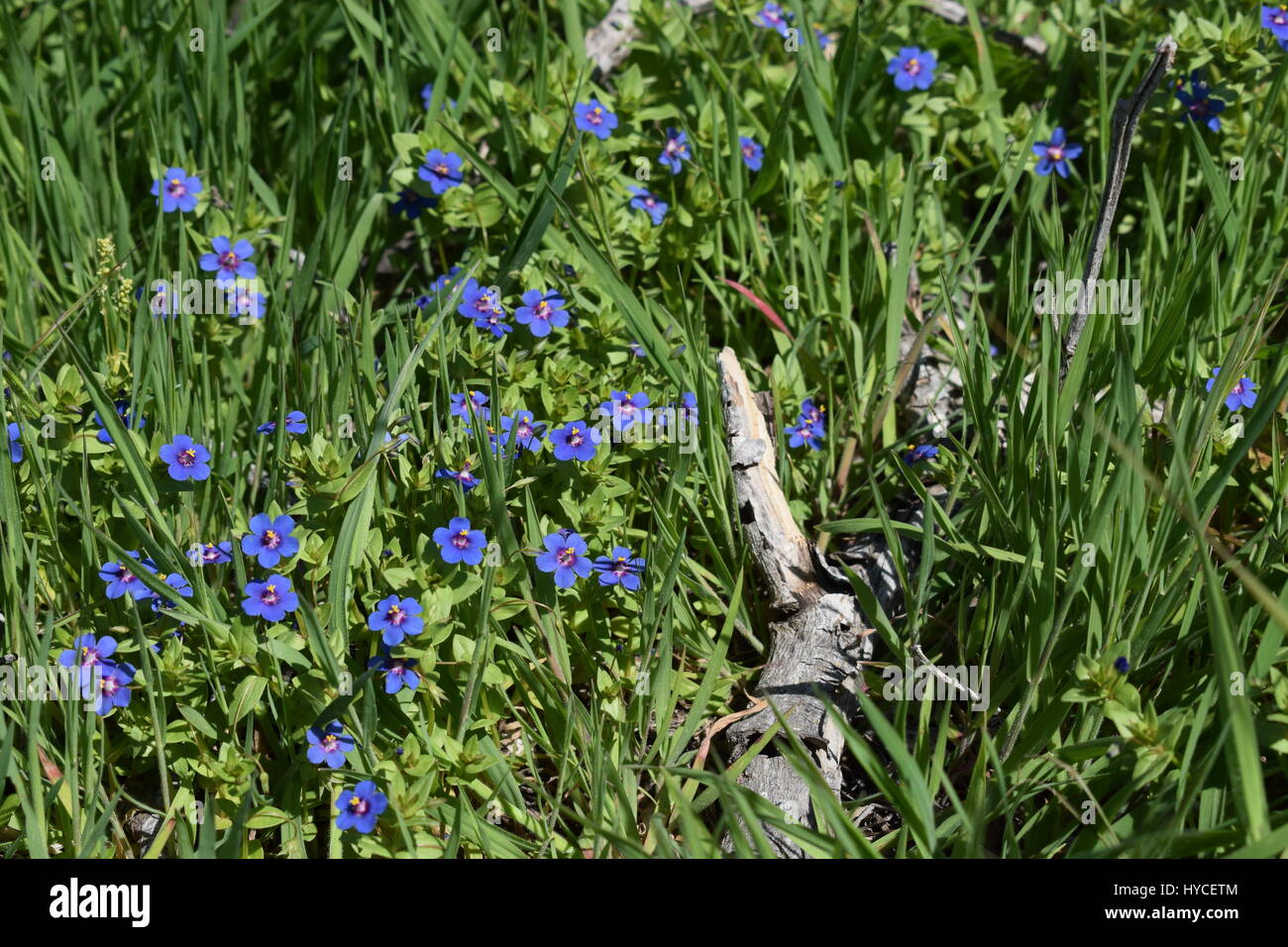 Nature Flowers in Cyprus Stock Photo - Alamy