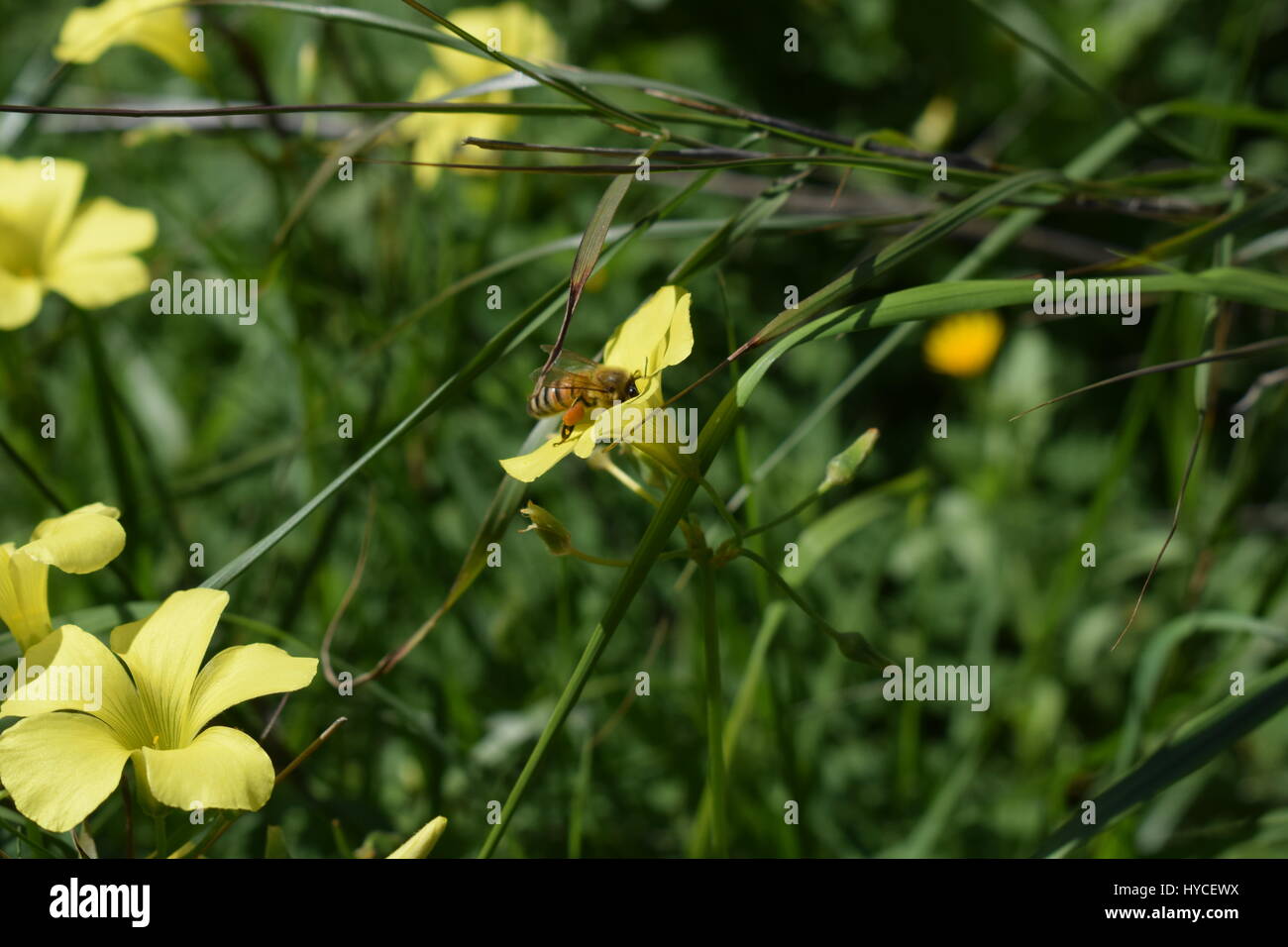 Yellow nature flower Stock Photo - Alamy