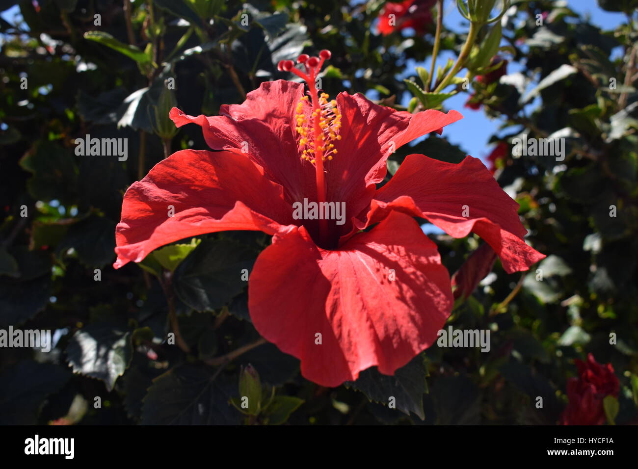 Spring time in cyprus hi-res stock photography and images - Alamy