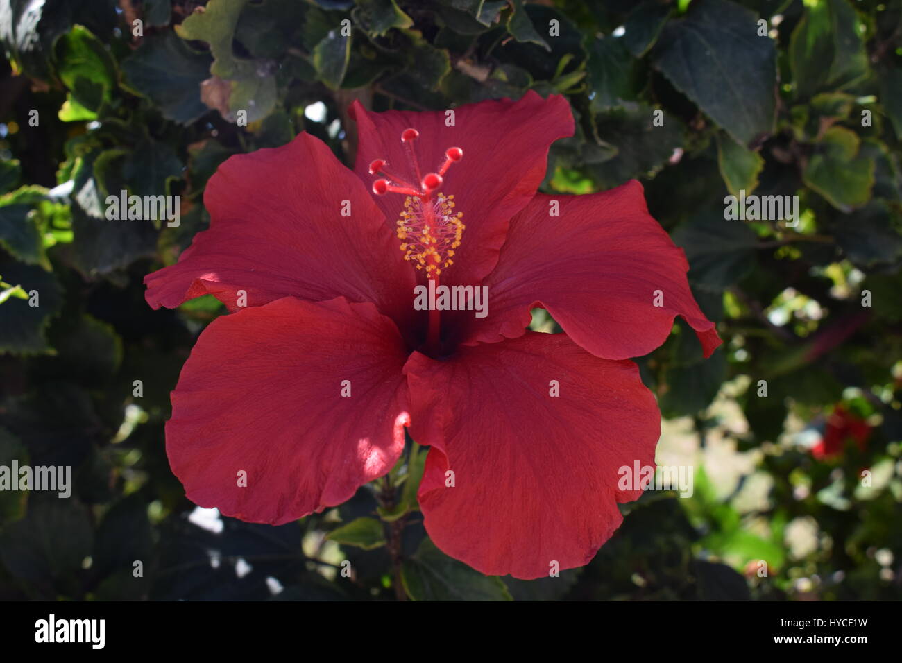 Nature Flowers in Cyprus Stock Photo - Alamy