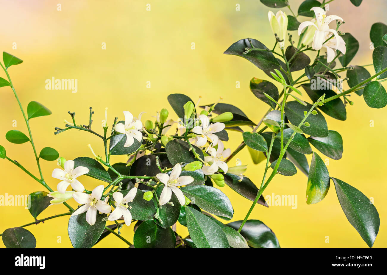 White flowers of Murraya paniculata, Jasminul portocal (Murraya exotica ...