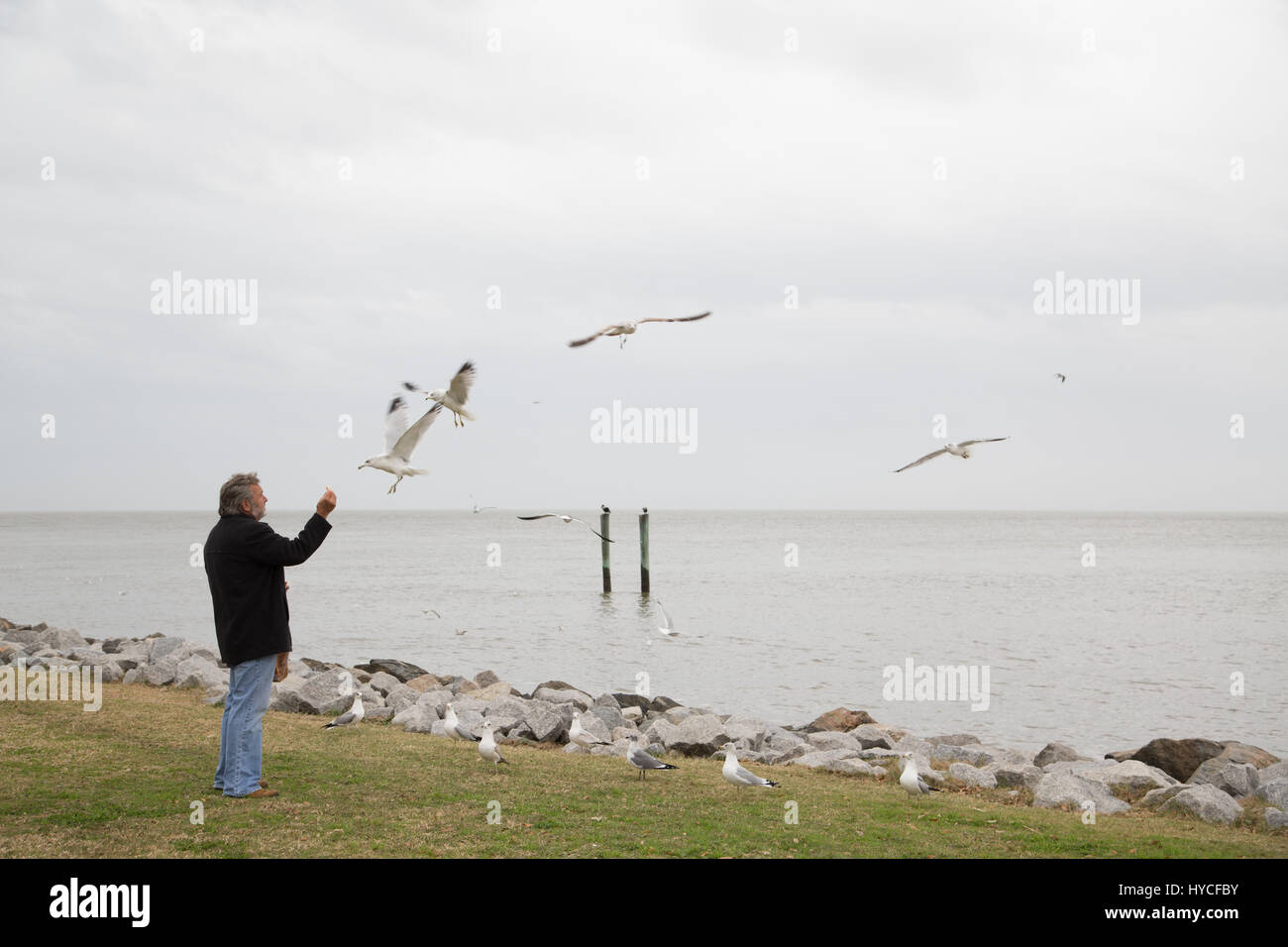 Man feeding seagulls hi-res stock photography and images - Alamy