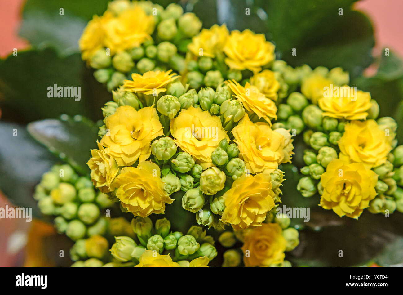 Yellow Calandiva flowers Kalanchoe, family Crassulaceae, close up ...