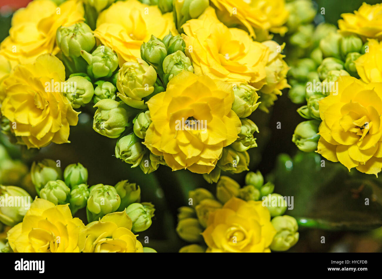 Kalanchoe blossfeldiana calandiva hi-res stock photography and images ...
