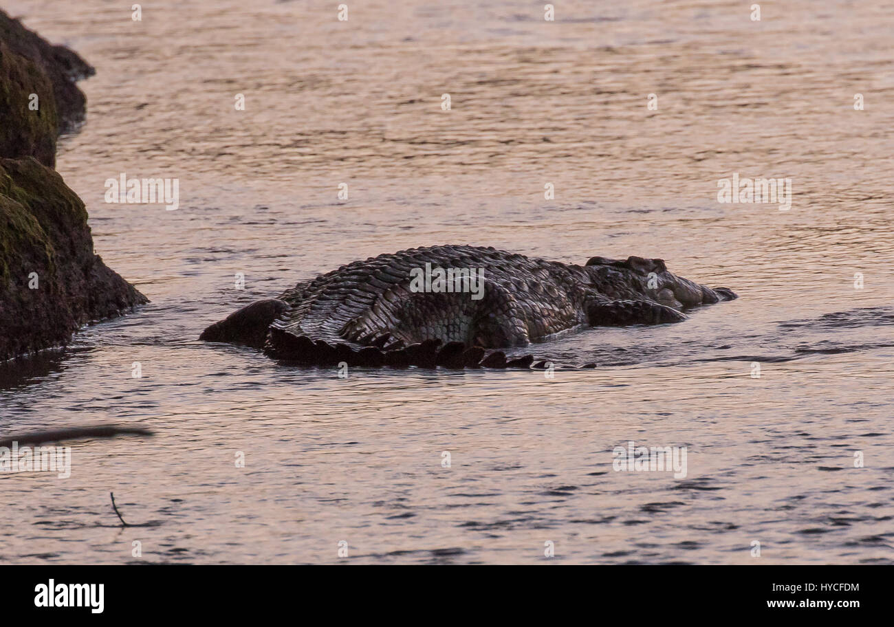 Crocodile fat hi-res stock photography and images - Alamy