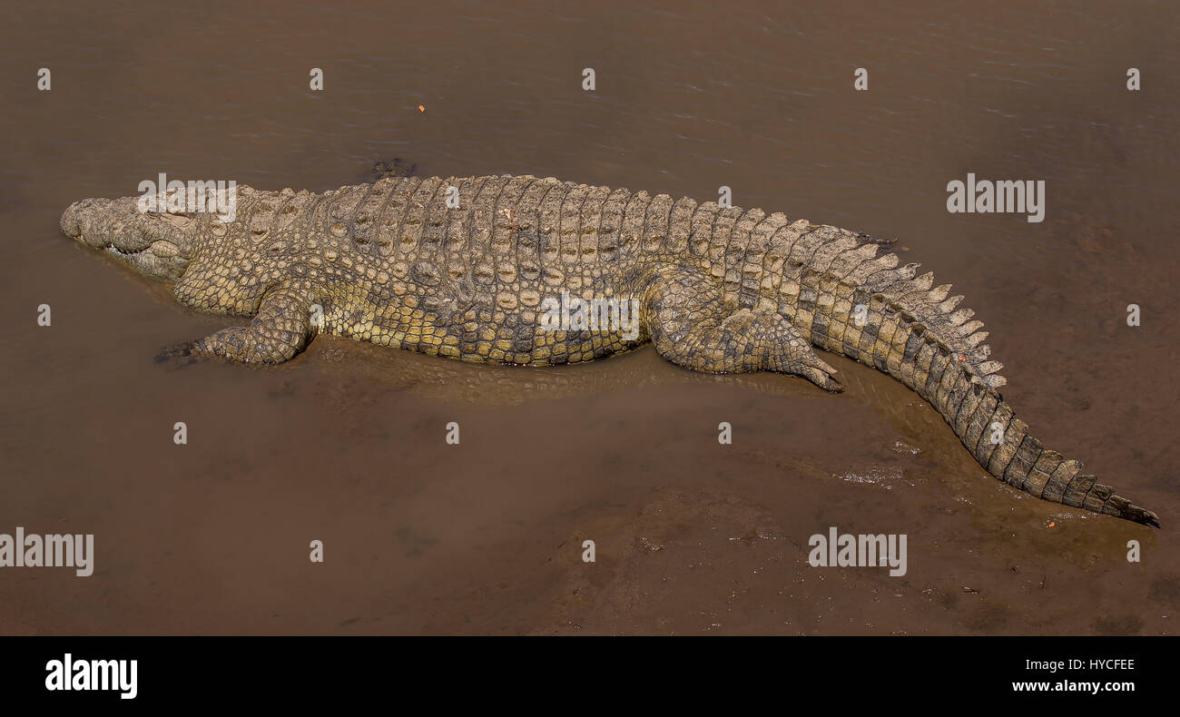 Crocodile fat hi-res stock photography and images - Alamy