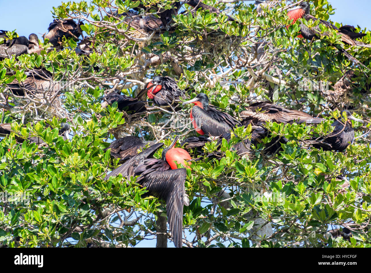 Male frigatebirds in a mangrove in the Sian Kaan Biosphere Reserve near ...