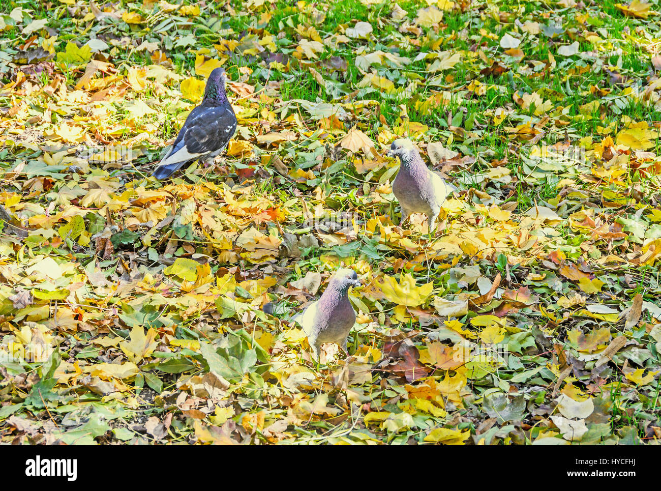 Colored pigeons autumn time outdoor park with colored yellow orange ...