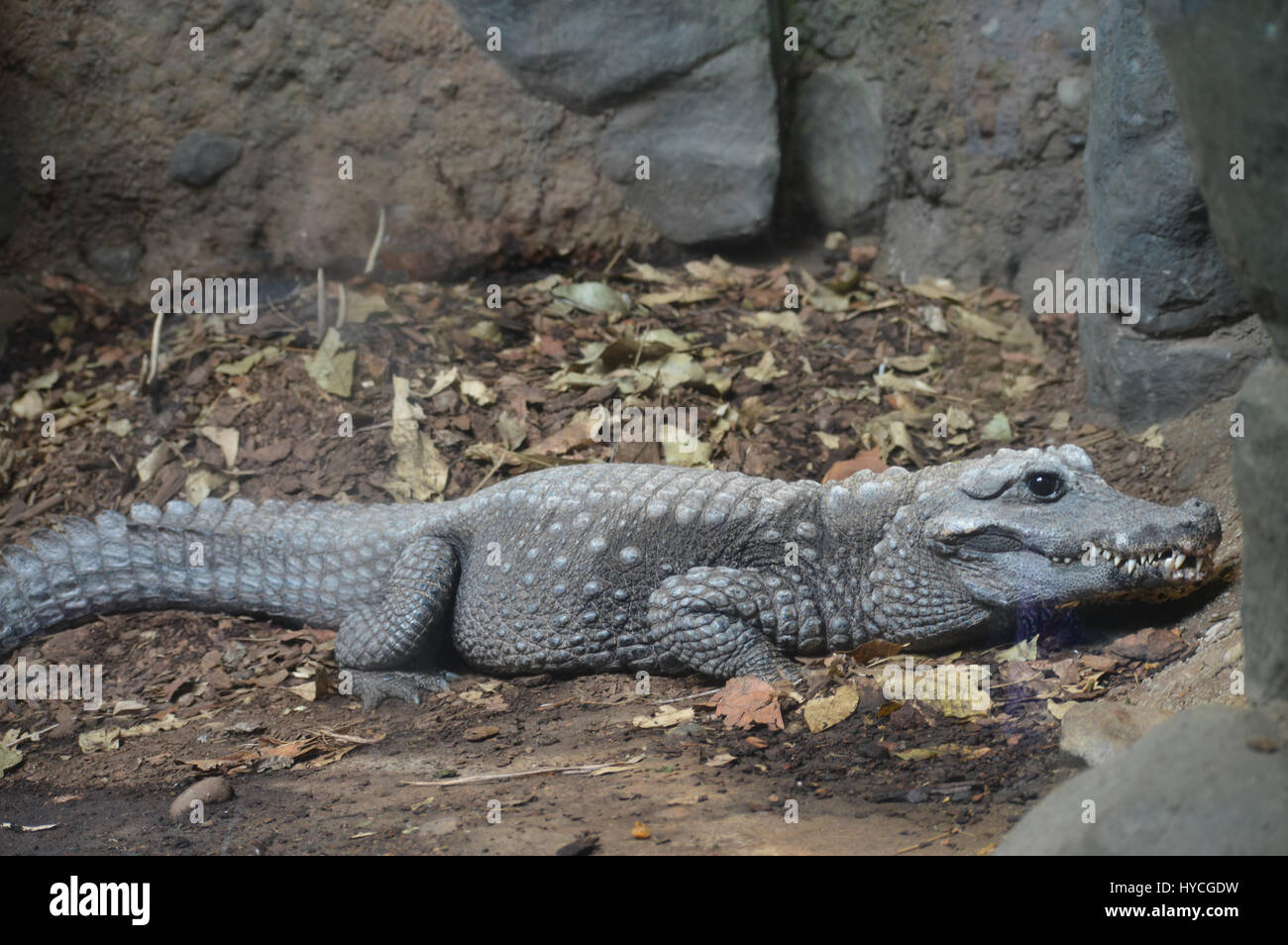 Dwarf teeth hi-res stock photography and images - Alamy