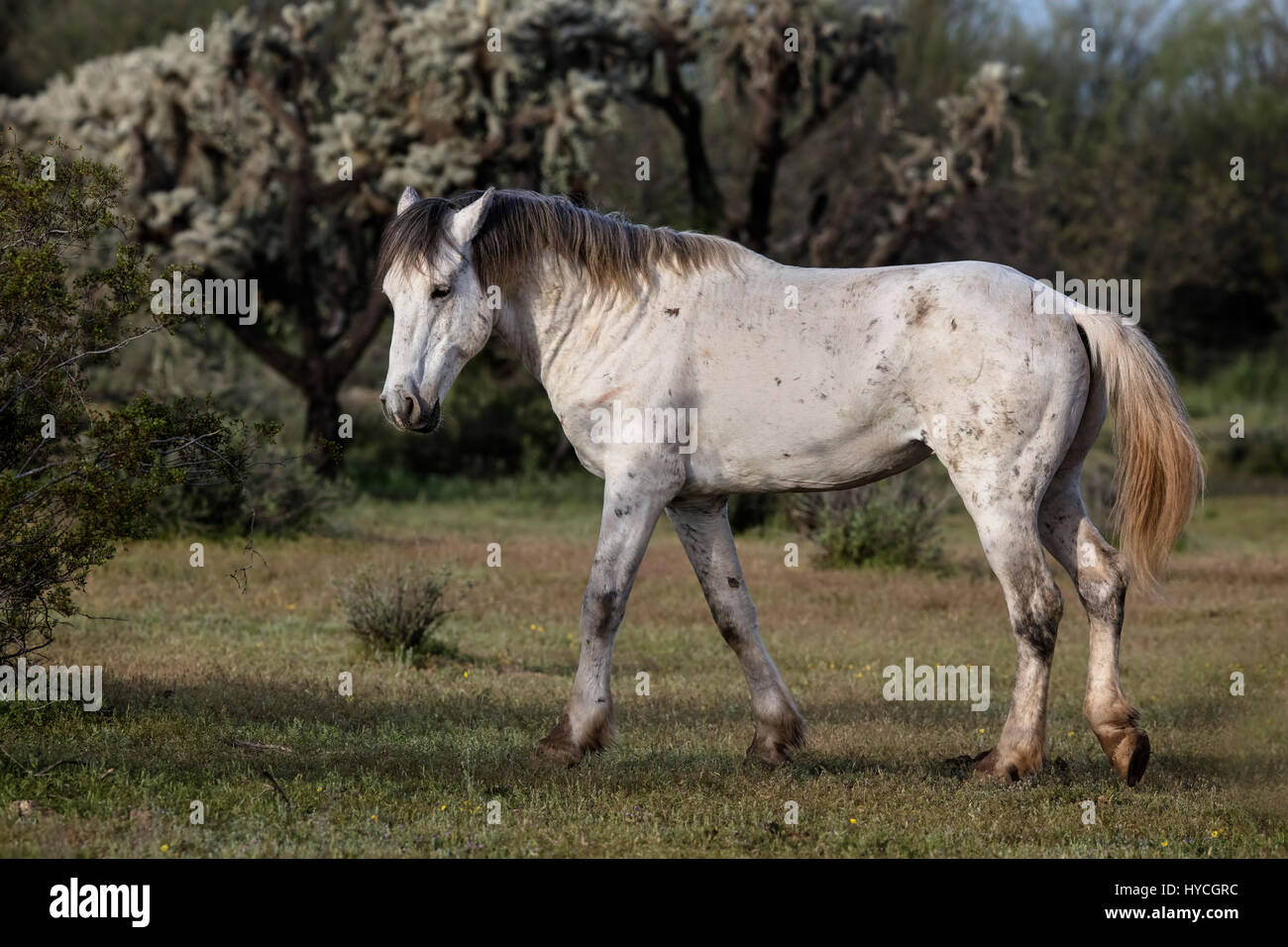 Skittish colt hi-res stock photography and images - Alamy