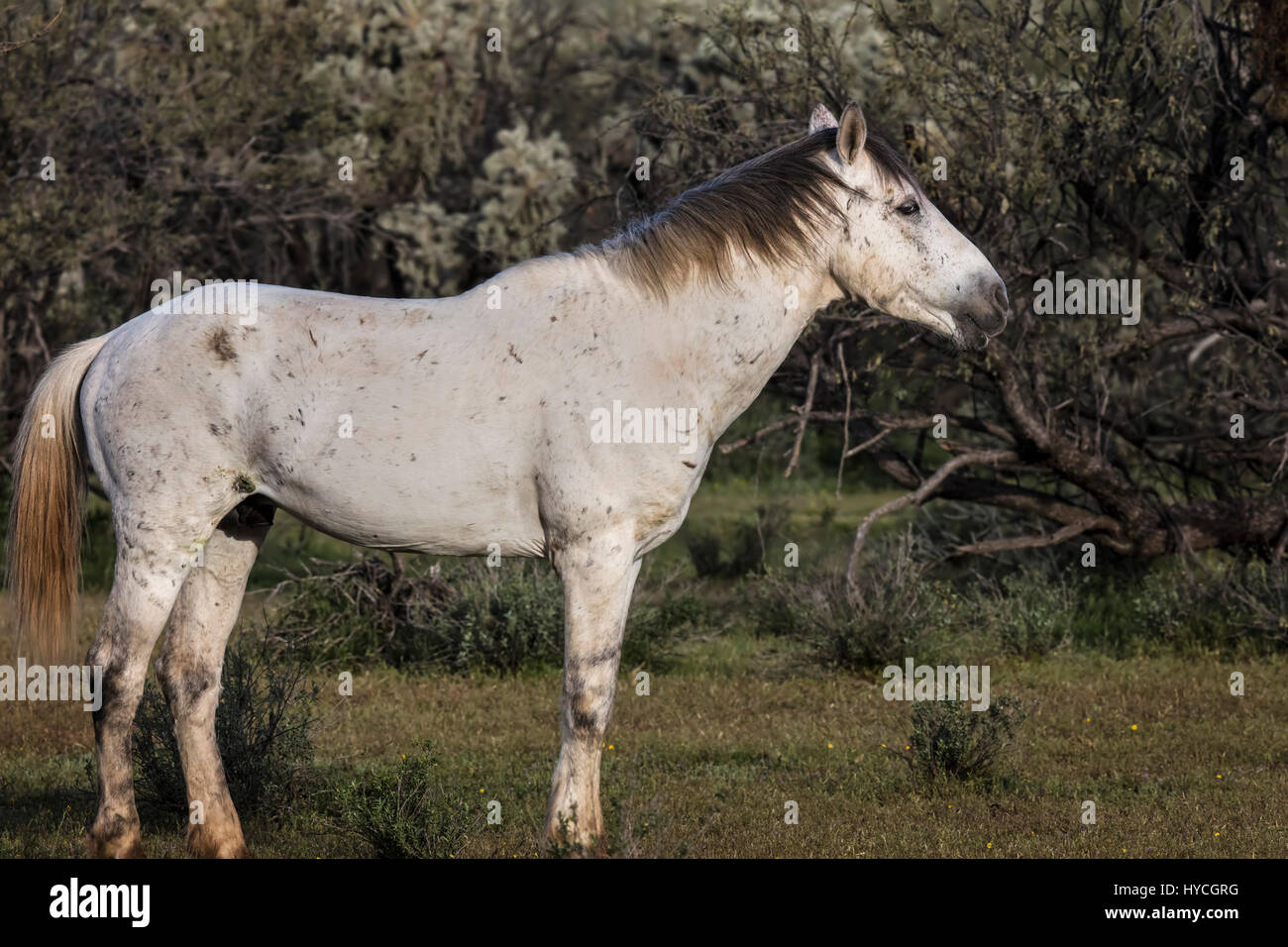 Skittish colt hi-res stock photography and images - Alamy