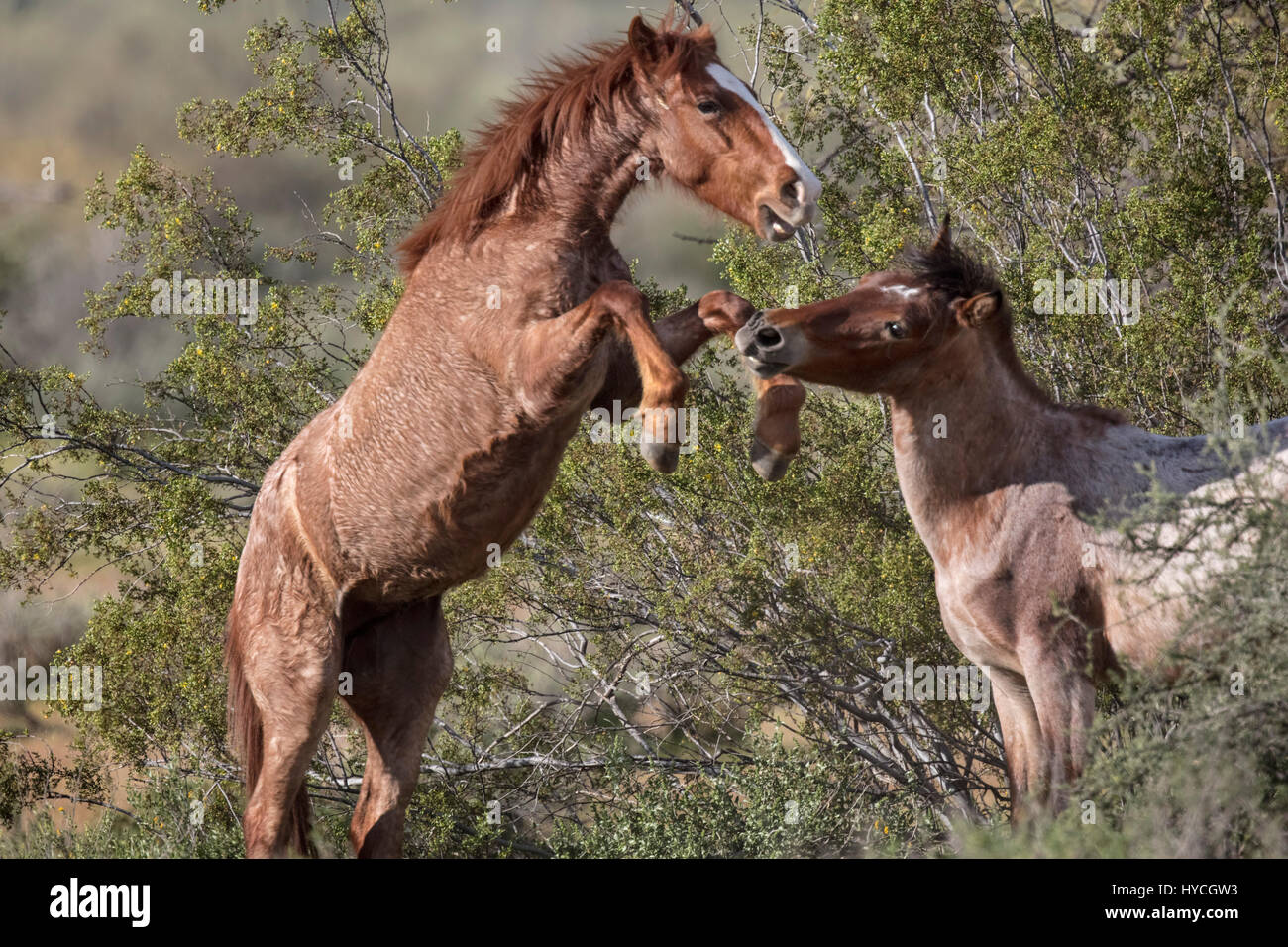 Skittish colt hi-res stock photography and images - Alamy