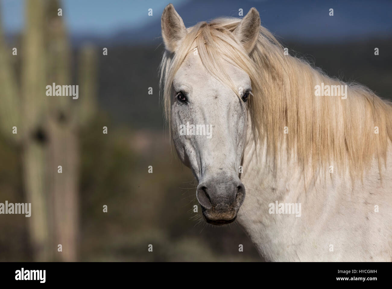 Skittish colt hi-res stock photography and images - Alamy