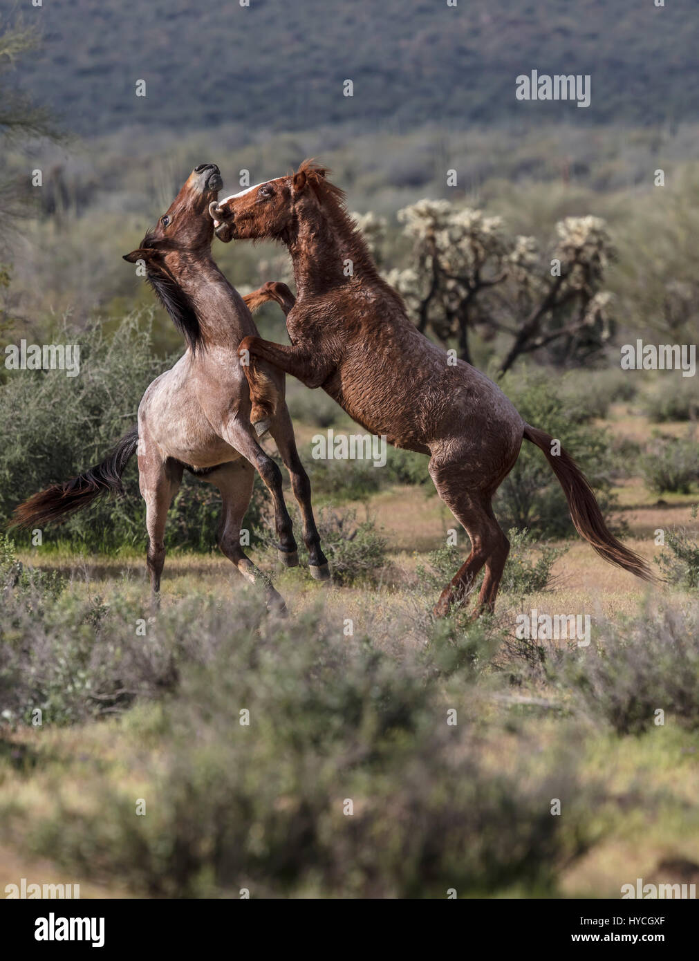 Skittish colt hi-res stock photography and images - Alamy