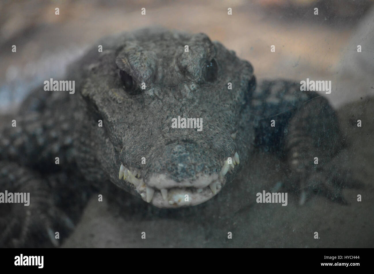 Dwarf teeth hi-res stock photography and images - Alamy
