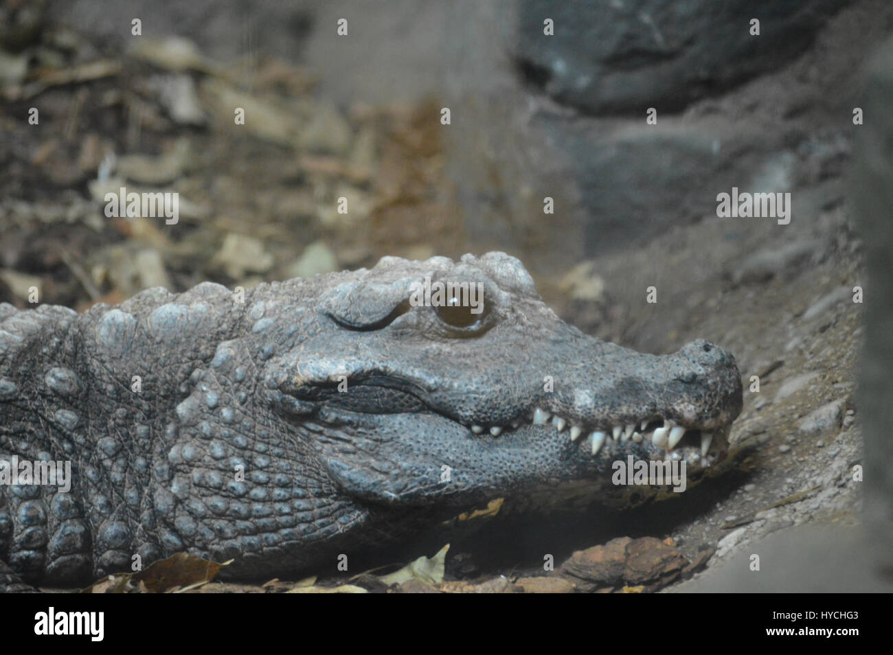 Dwarf teeth hi-res stock photography and images - Alamy