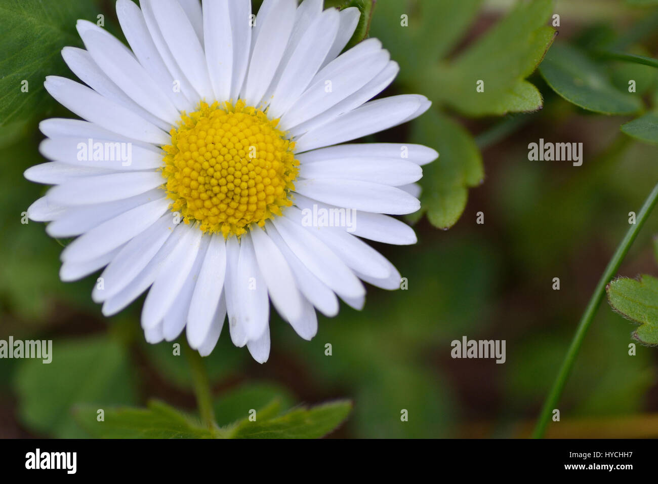 Daisy flower spring hi-res stock photography and images - Alamy