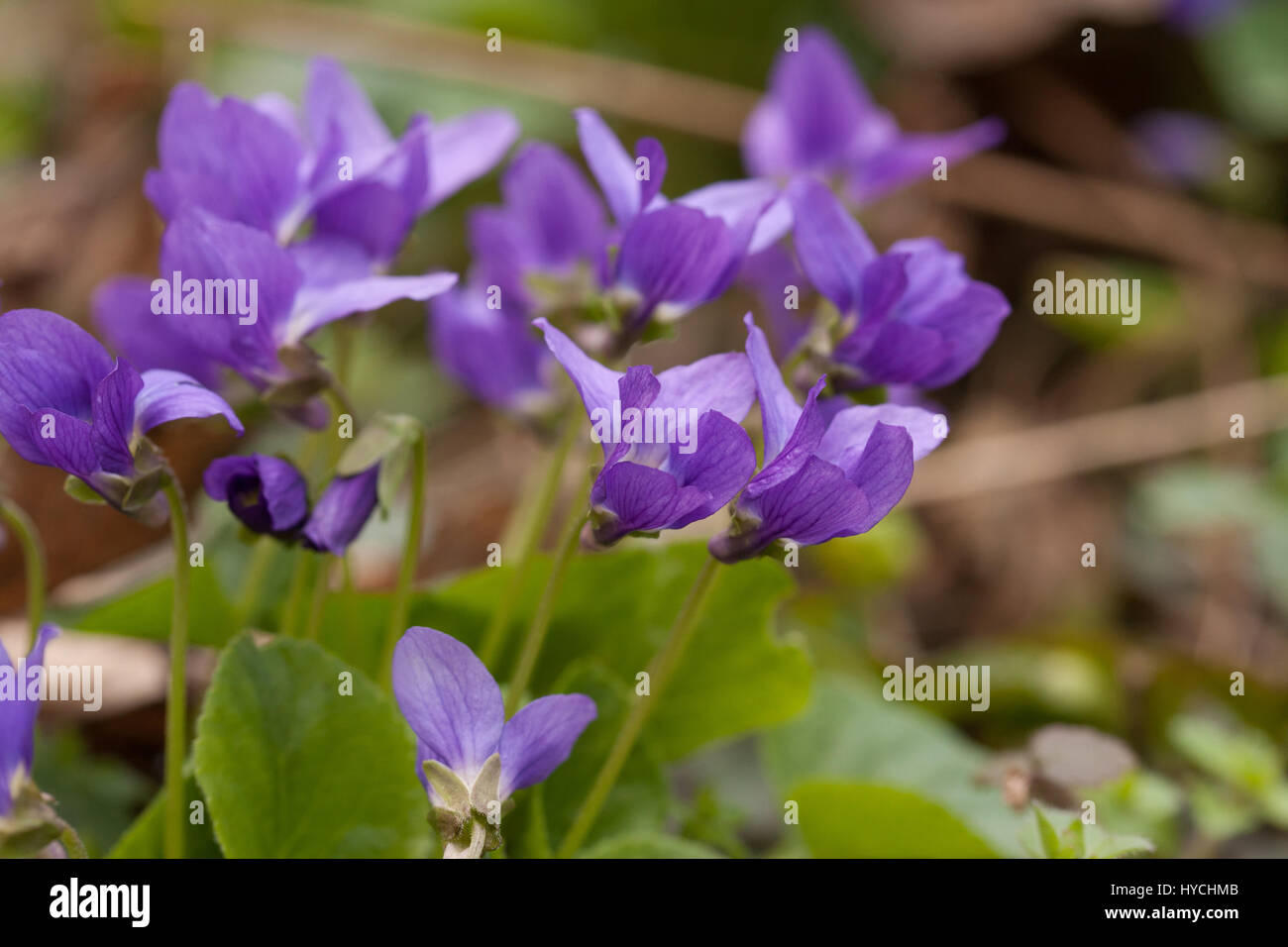 Early blue violets hi-res stock photography and images - Alamy