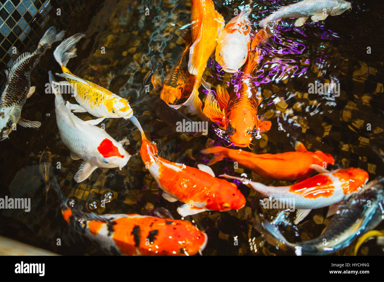 Swimming of carp or Koi fish in the pool Stock Photo - Alamy